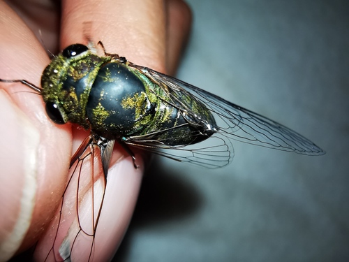 Genus Abroma · iNaturalist