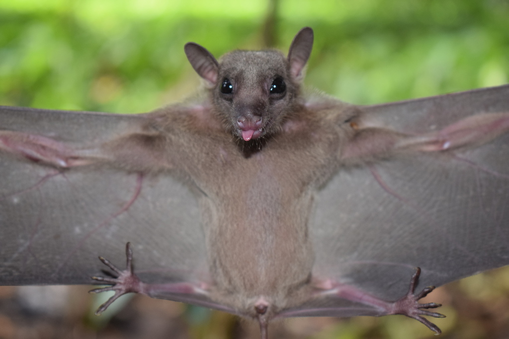 Philippine Dawn Bat in January 2020 by delimaelsa · iNaturalist