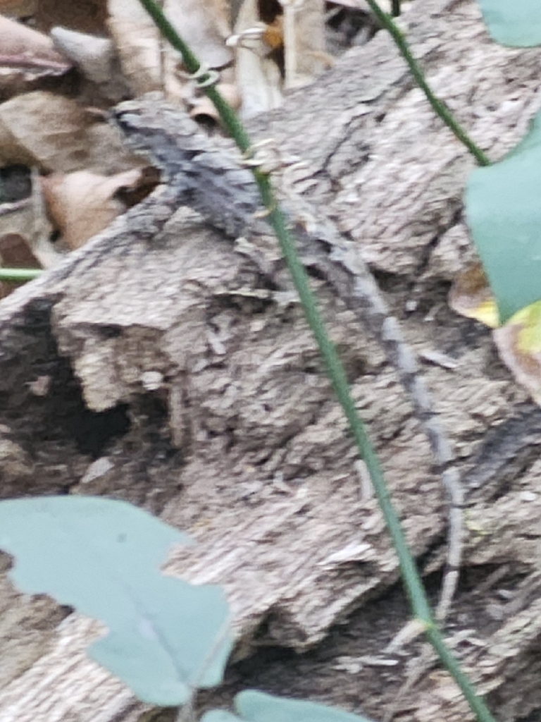 Pleurodonta from Gainesville, FL 32605, USA on January 1, 2026 at 05:08 ...
