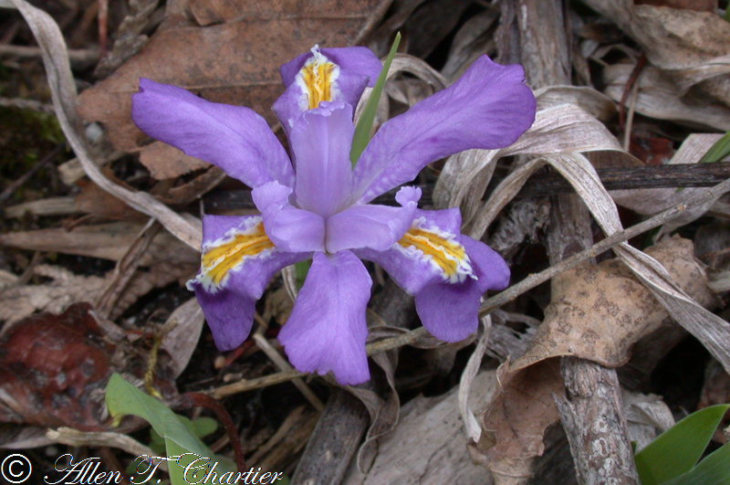 Dwarf Lake Iris in May 2003 by Allen Chartier. Dwarf Lake Iris (Iris ...