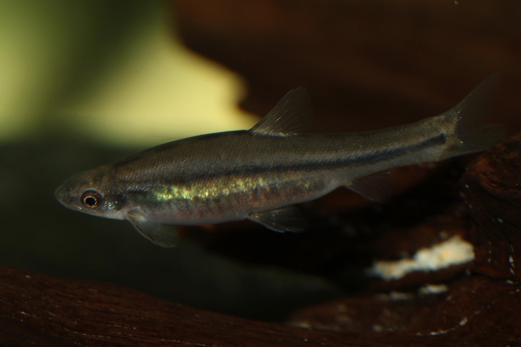 (Kneria uluguru) - Marine Life Identification