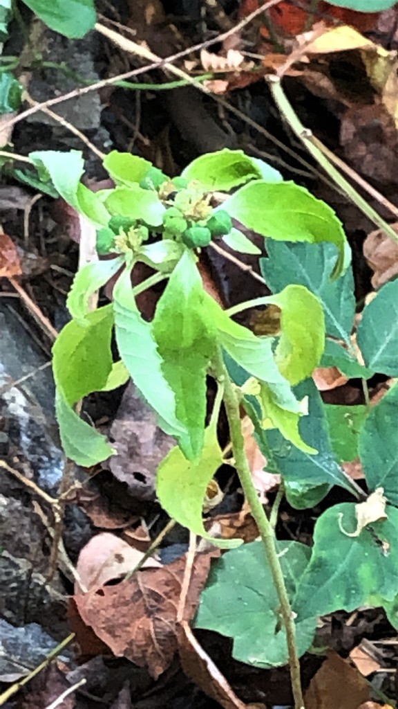 Euphorbia dentata from Bedford County, VA, USA on January 28, 2020 at ...