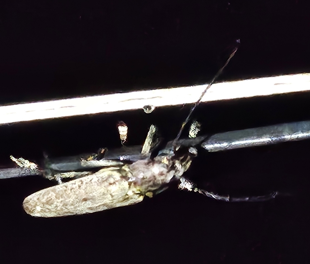 Callipogon proletarius from Utuado, PR on December 25, 2025 at 11:13 PM ...