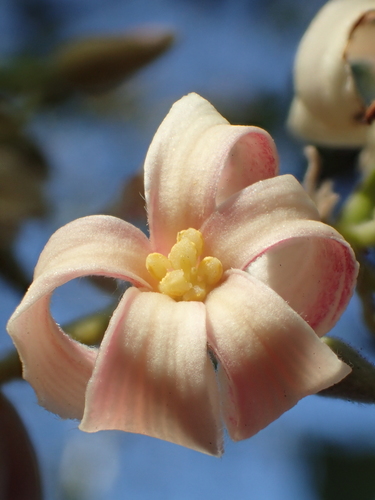 Reutealis trisperma · iNaturalist