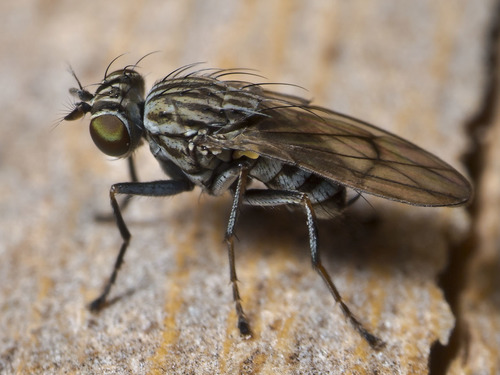 Genus Notiphila · iNaturalist