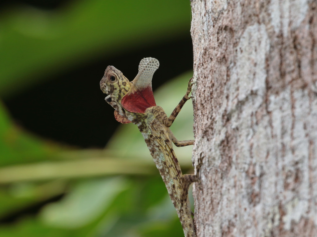 Formosa Gliding Lizard (Dracos of Asia) · iNaturalist