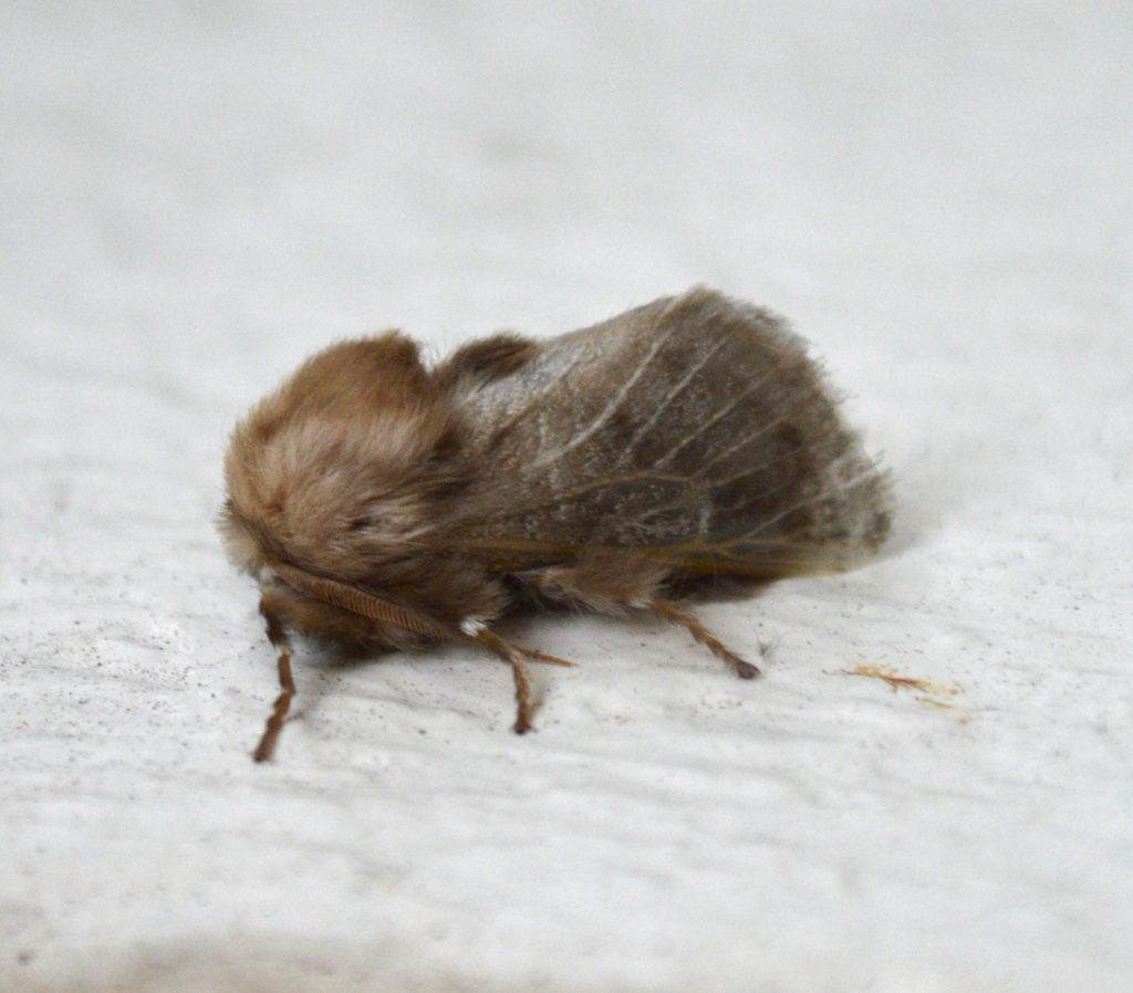 Doratifera pinguis from Loongana TAS 7315, Australia on January 25 ...