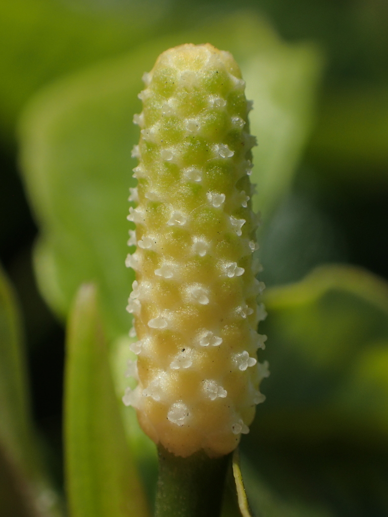 Lolot Pepper (Piper sarmentosum) - Botanical Realm