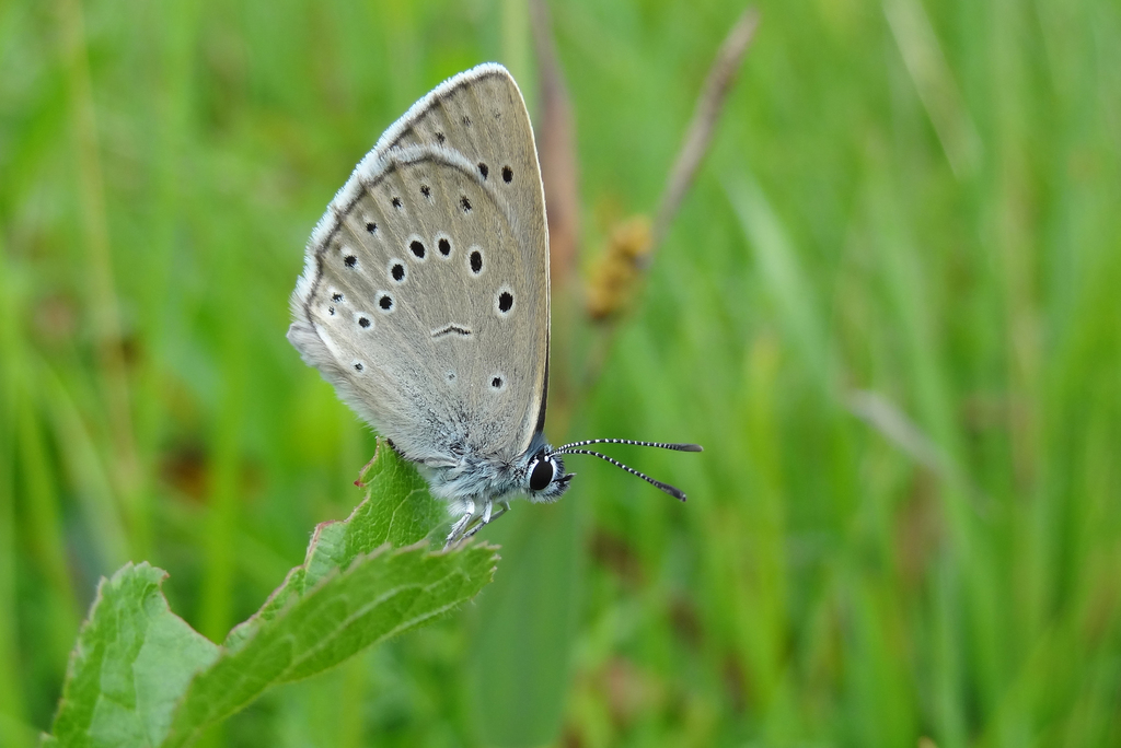 Scarce Large Blue in July 2017 by Christoph Moning · iNaturalist