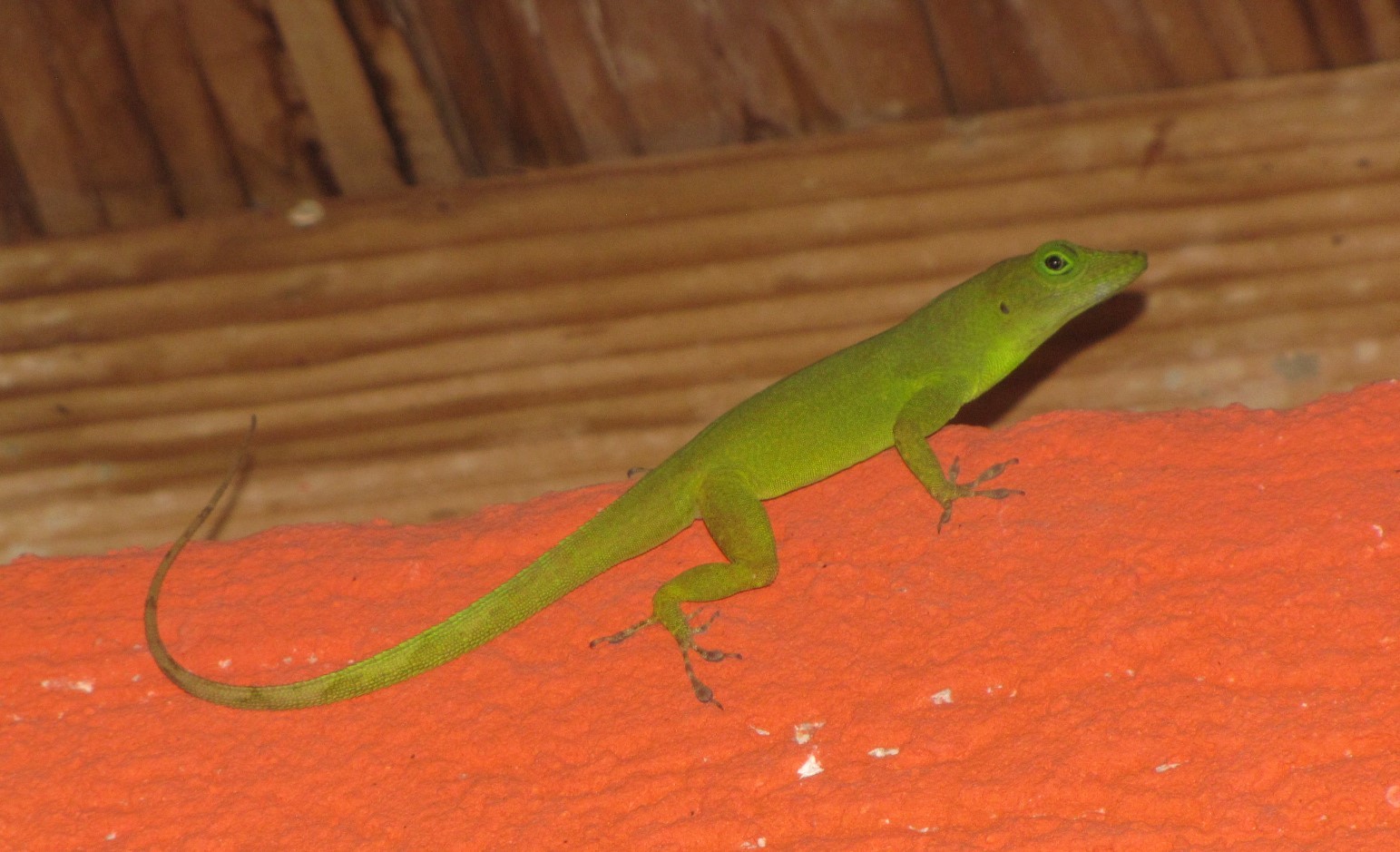 Anolis garmani Stejneger, 1899