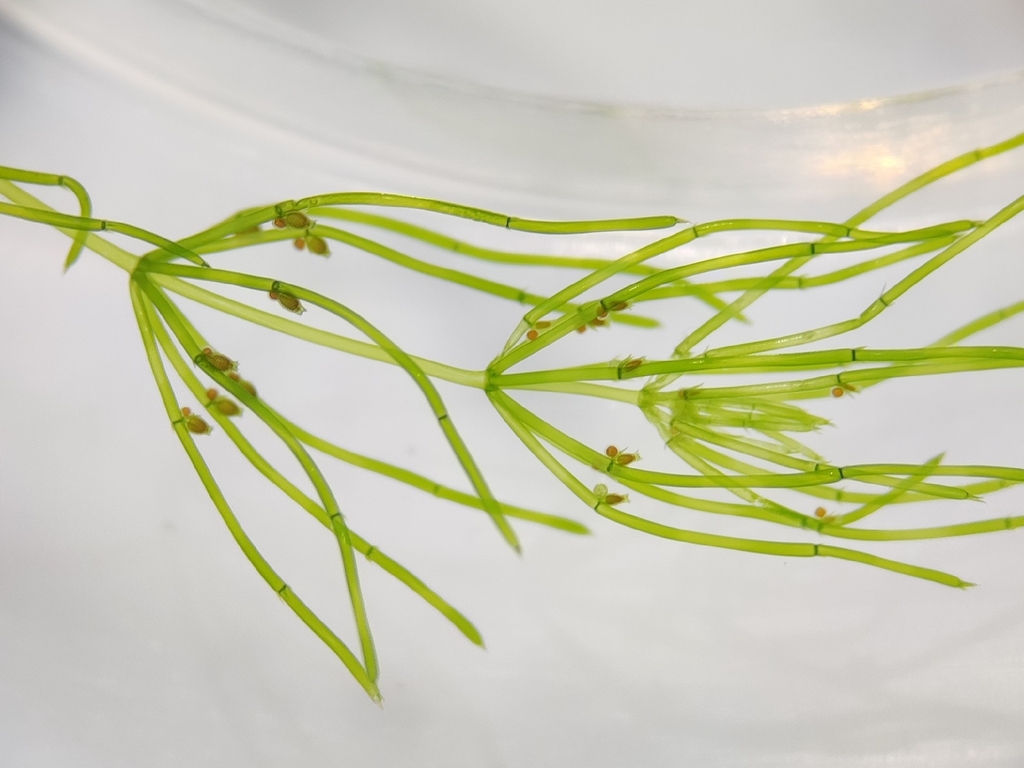 Braun's stonewort from Chemin Mallet, Saint-Joseph 97480, La Réunion on ...