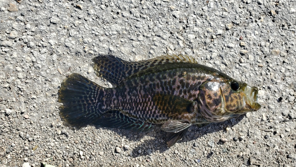 Jaguar Guapote in January 2020 by pmk00001 · iNaturalist