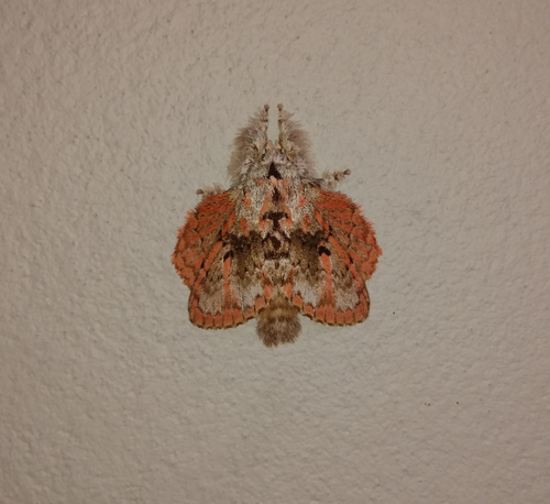 Euglyphis gibea · iNaturalist Ecuador