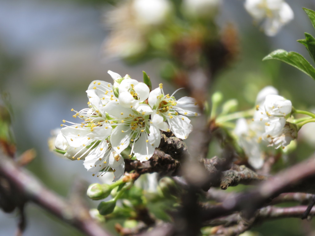 Chinese plum (Prunus salicina) - Botanical Realm
