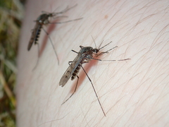 Mosquitos of the United States · iNaturalist