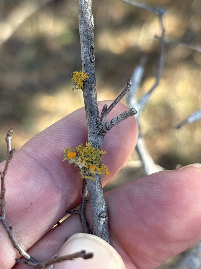 Golden-eye Lichen from Sandy Oaks, Fort Worth, TX, US on January 2 ...