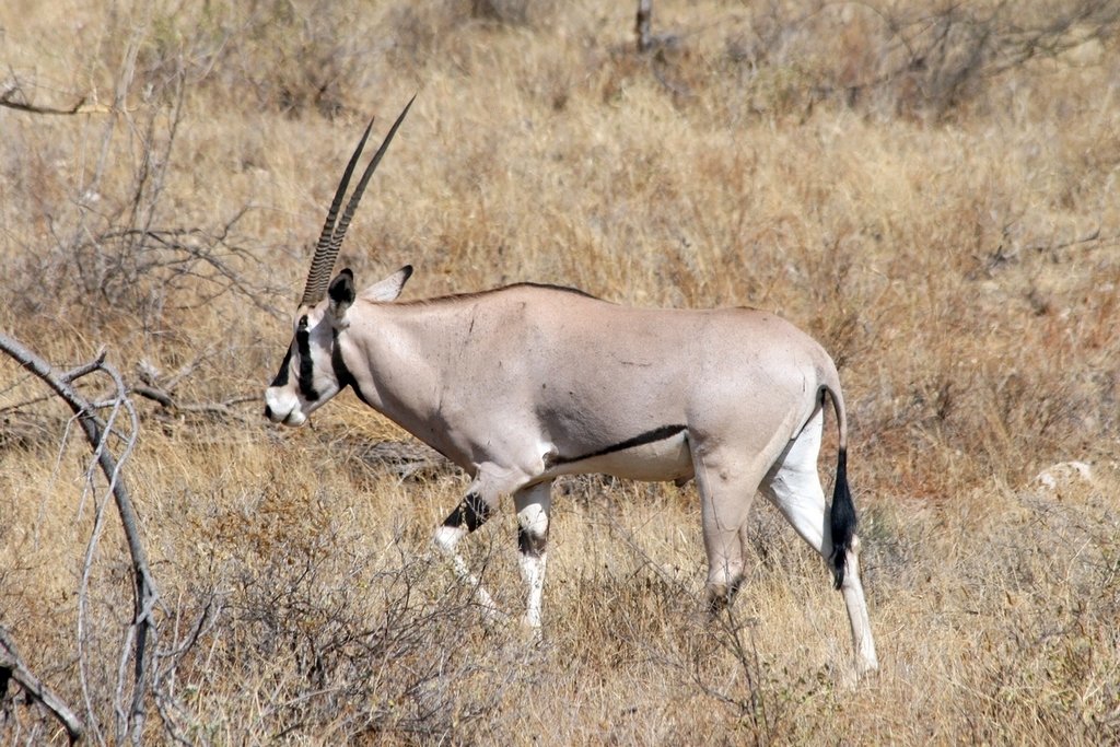 Beisa Oryx (Oryx beisa beisa) - Know Your Mammals