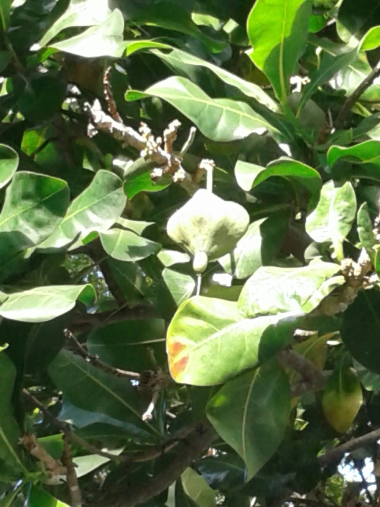 Fish Poison Tree from La Cresta, Panamá on January 29, 2020 at 08:43 AM ...