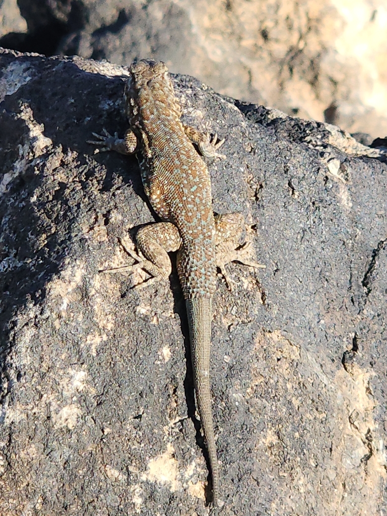 Western Side-blotched Lizard from Glendale, AZ 85308, USA on January 2 ...