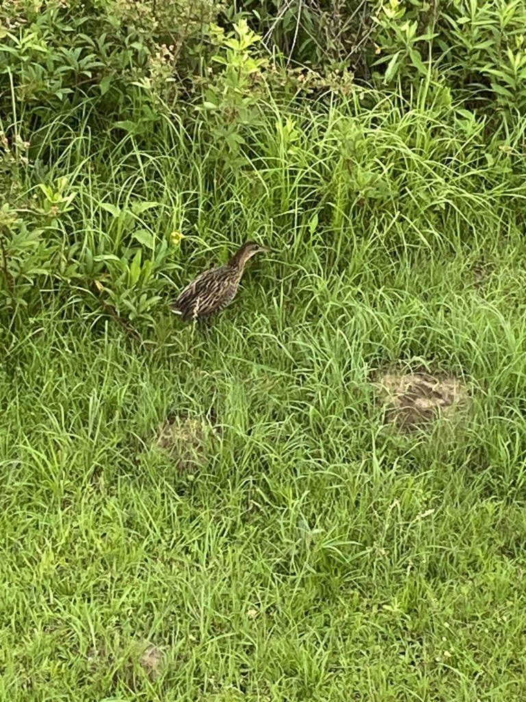 King Rail from Longview, Alabaster, AL, US on May 27, 2025 at 06:35 PM ...