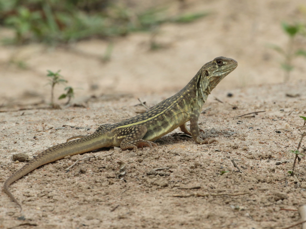 Malayan Butterfly Lizard from Khlong La, Khlong Hoi Khong District ...