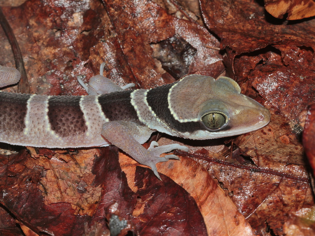 Bent-toed Geckos from Phukhao Thong, Sukhirin District, Narathiwat ...