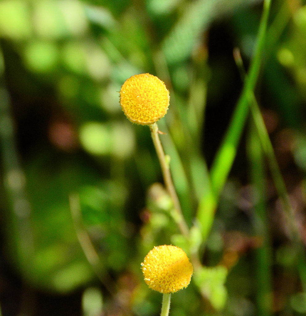 Conyza from Struben Dam Bird Sanctuary, Innes Road, Lynnwood Glen ...