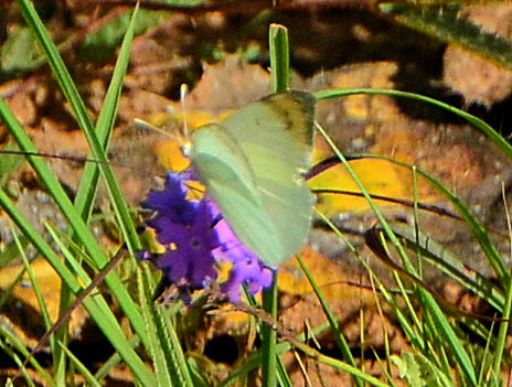 Teracolus subfasciatus Swainson, 1833