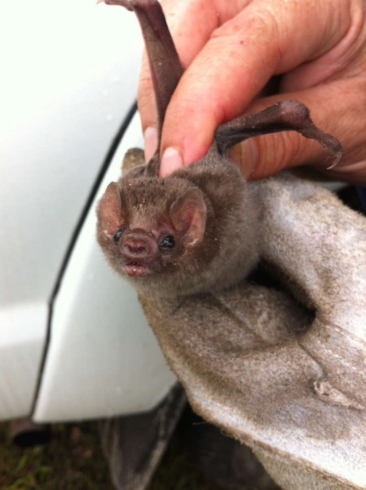 Hairy-legged Vampire Bat from Hueytamalco, Hueytamalco, PUE, MX on ...