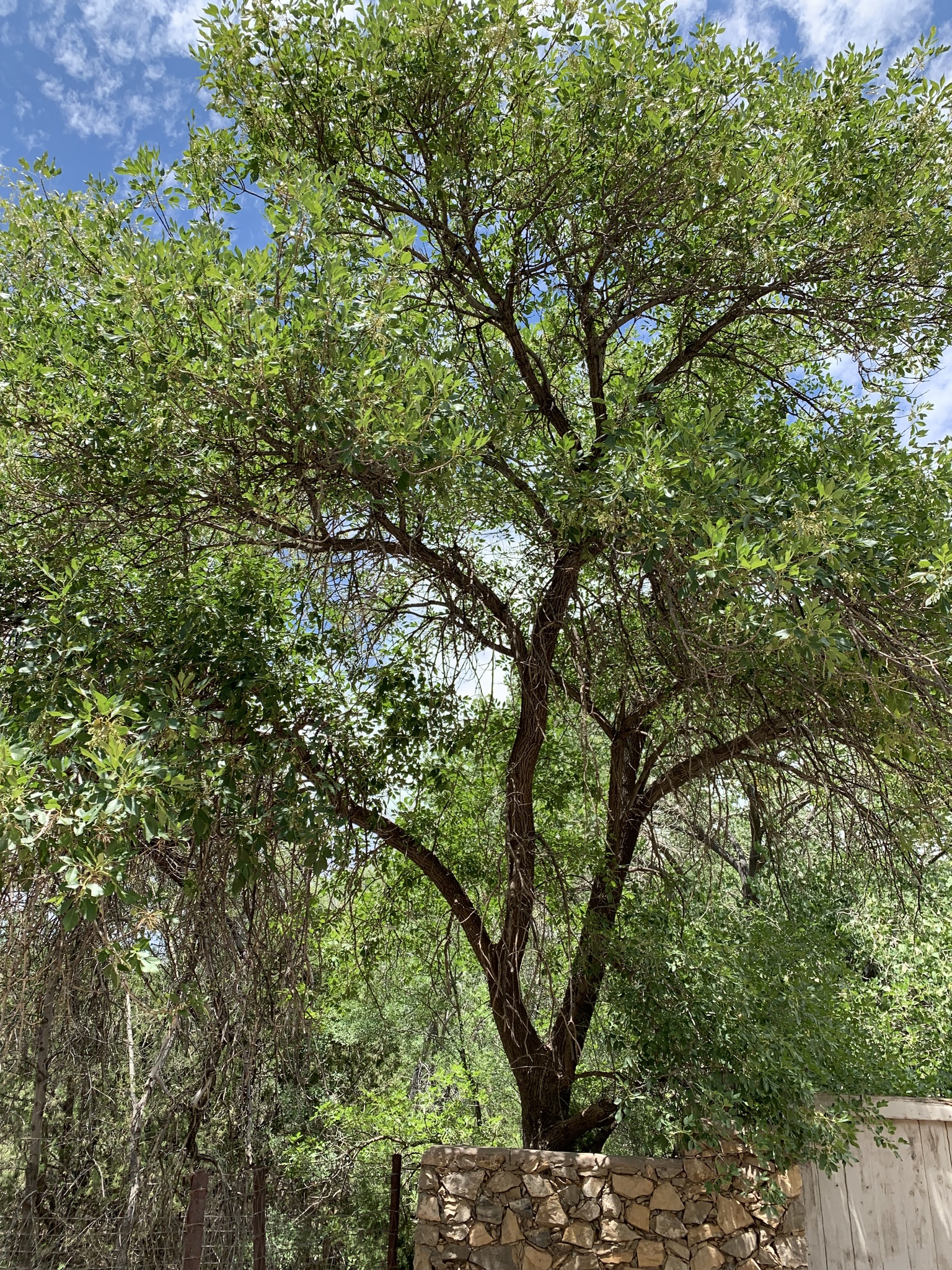 Fraxinus Velutina Modesto