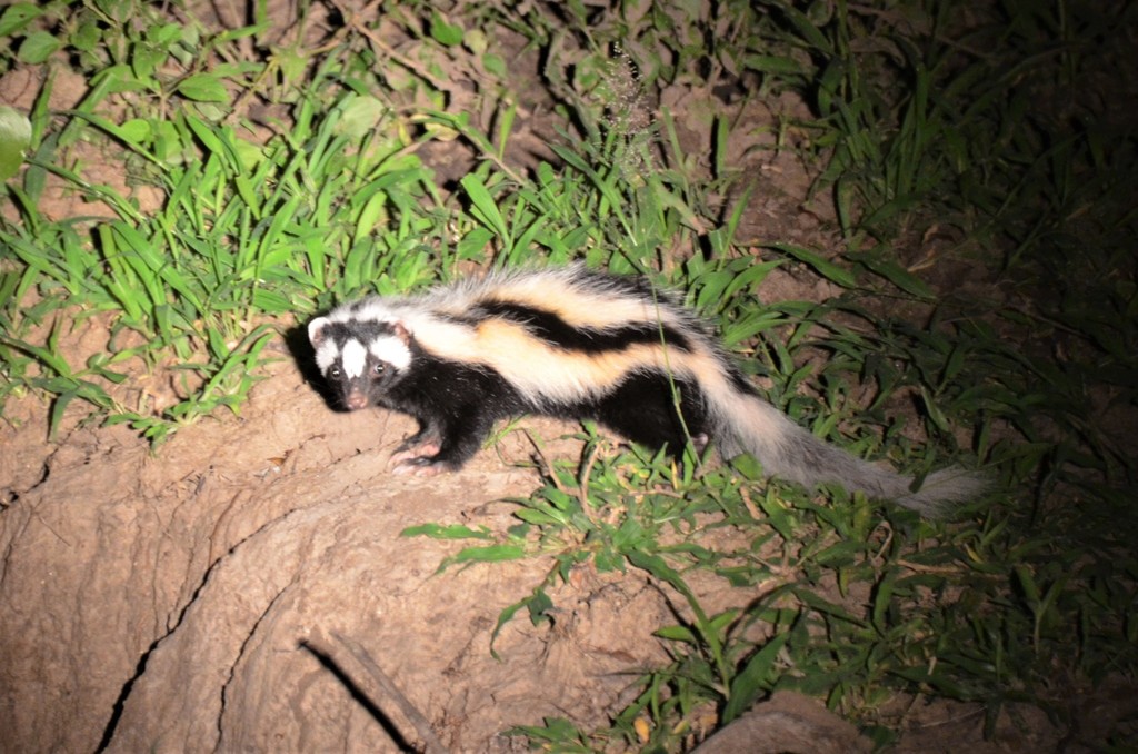 Zorilla (Ictonyx striatus) - Know Your Mammals