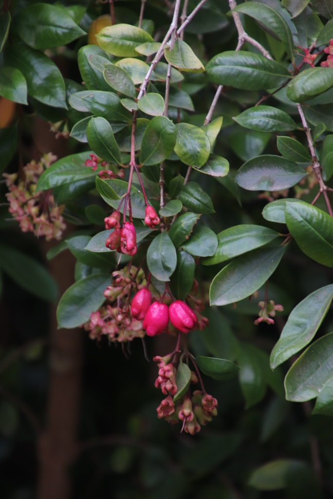 scrub cherry (Syzygium australe) - Botanical Realm