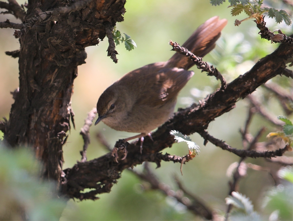 Barratt's Warbler from Mkhomazi Wilderness area, South Africa on ...
