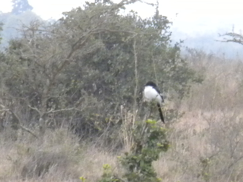 Angolan Northern Fiscal (Subspecies Lanius humeralis capelli) · iNaturalist