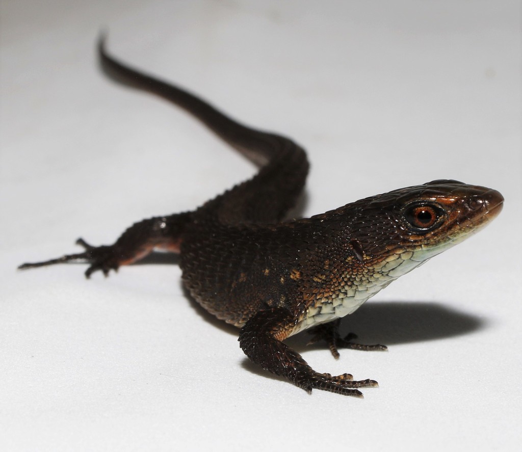 Peraca's Shade Lizard from Cotacachi, Ecuador on December 10, 2019 at ...