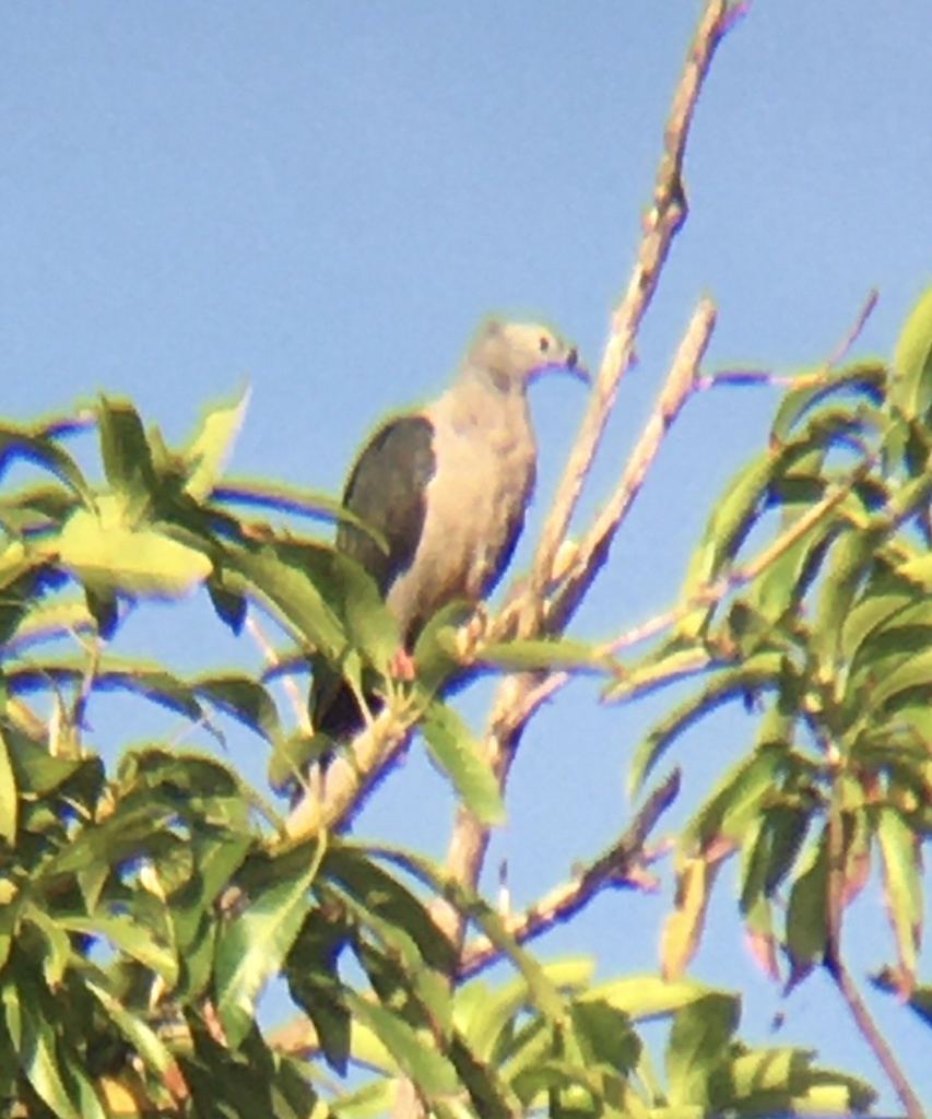 Pacific Imperial-Pigeon from Mana Island on January 30, 2020 at 07:04 ...