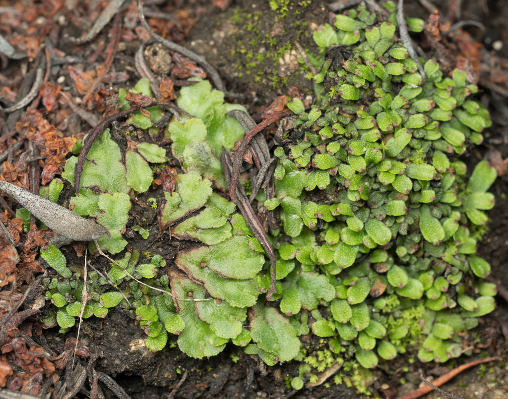 complex thalloid liverworts from Riverside County, CA, USA on January ...