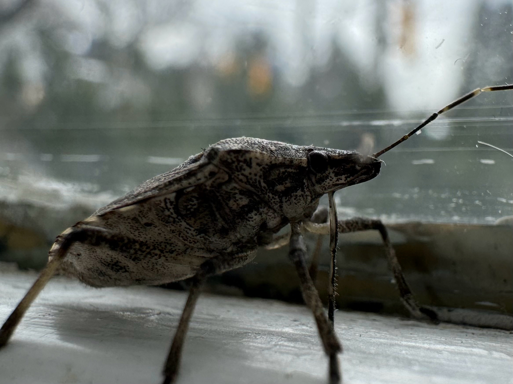 Brown Marmorated Stink Bug in January 2026 by mabel · iNaturalist