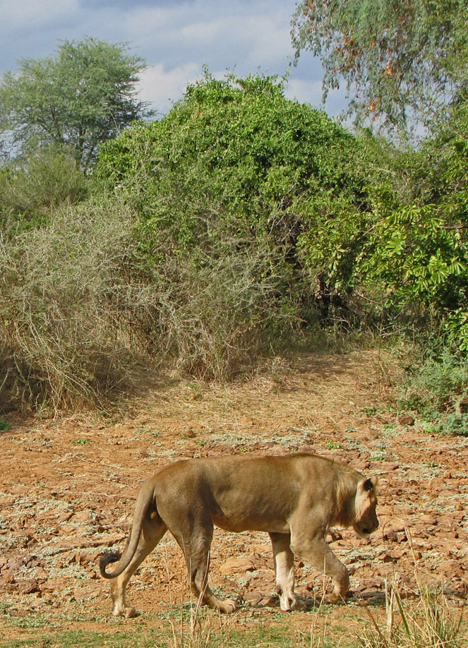 Southern Lion in July 2008 by c michael hogan. This lioness was seen at ...