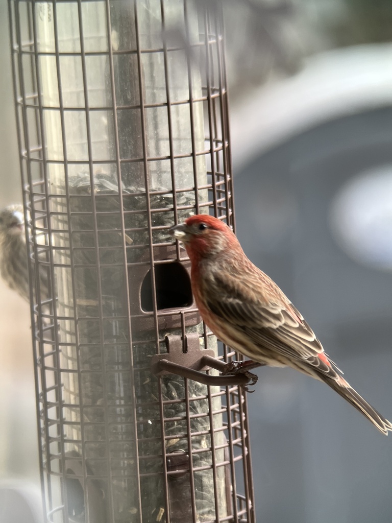 House Finch from Gulf Branch Nature Center & Park, Arlington, VA, US on ...