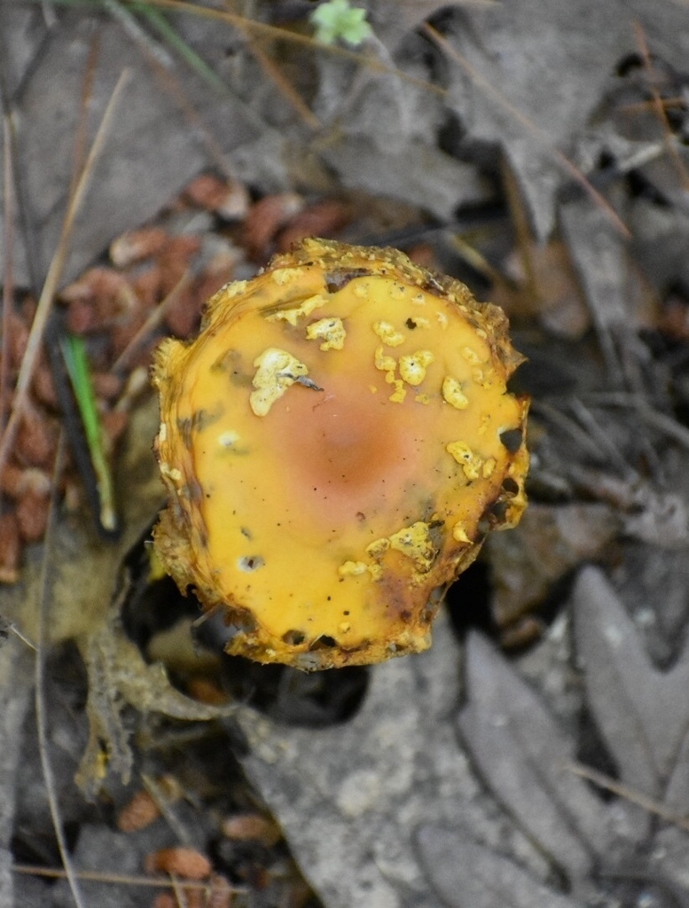 Yellow Patches (EwA Guide to the Fungi, Lichens and Slime Molds of the ...