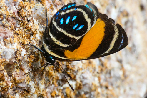 Subespecies Callicore lyca bella · iNaturalist Mexico