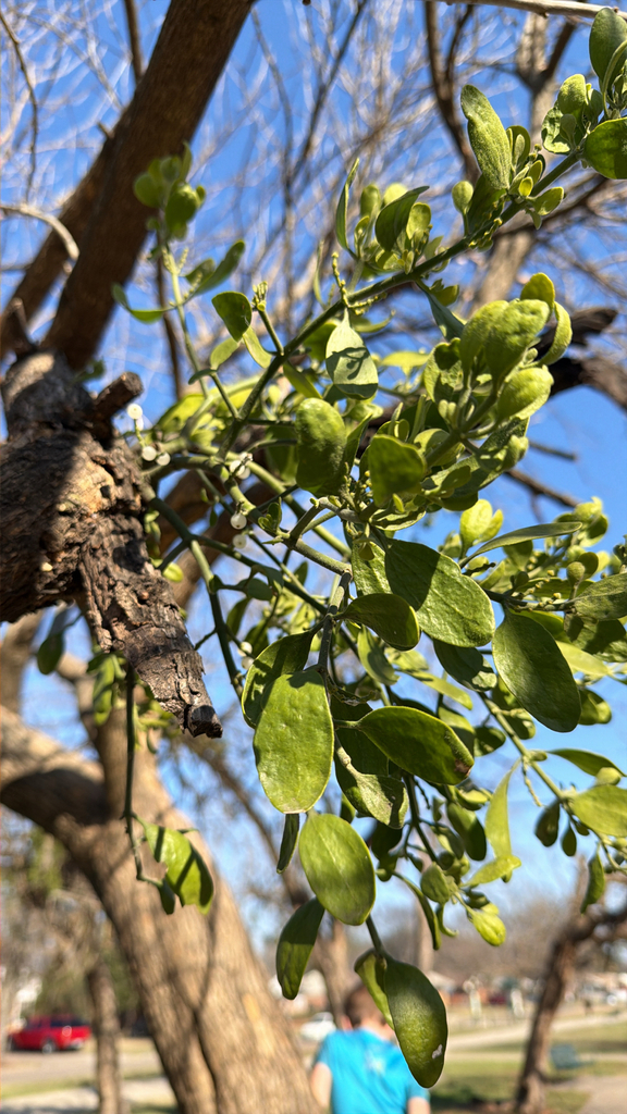 American Mistletoe from S Hampton Rd, Dallas, TX, US on January 3, 2026 ...