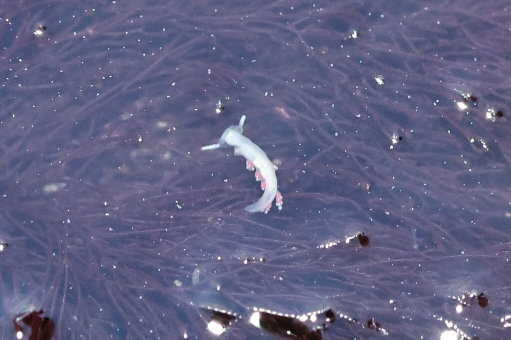 Doto urak from La Jolla, San Diego, CA, USA on January 2, 2026 at 05:44 ...