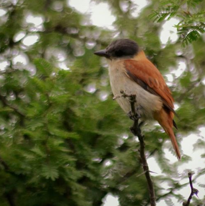 Crested Becard from Colón, Córdoba, Argentina on March 13, 2019 by ...
