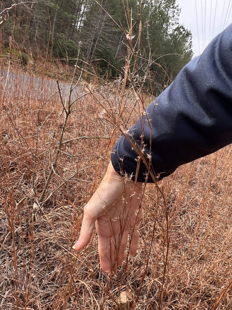 little bluestem from Hazard Rd, Heathsville, VA, US on January 3, 2026 ...