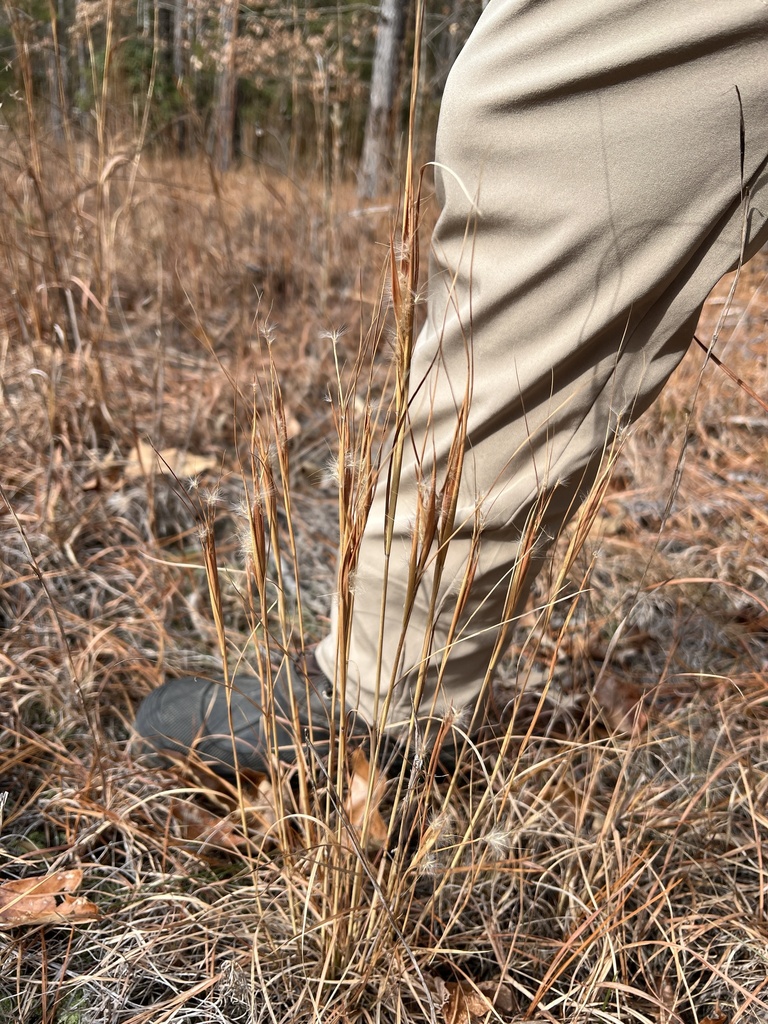 Elliott's Bluestem from Hazard Rd, Heathsville, VA, US on January 3 ...