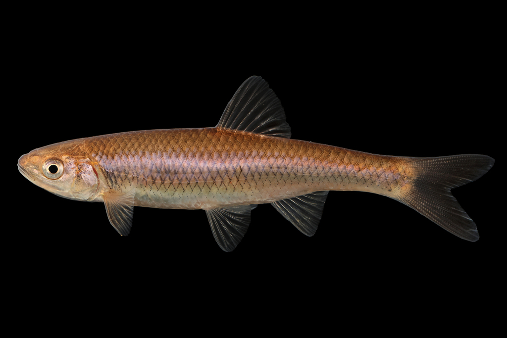 Spotfin Shiner in January 2026 by Henry Dennison · iNaturalist