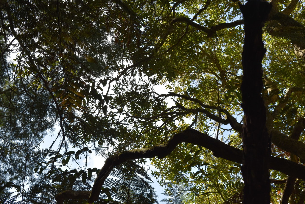 Swamp maire from Waitoki, New Zealand on January 30, 2020 at 10:07 AM ...
