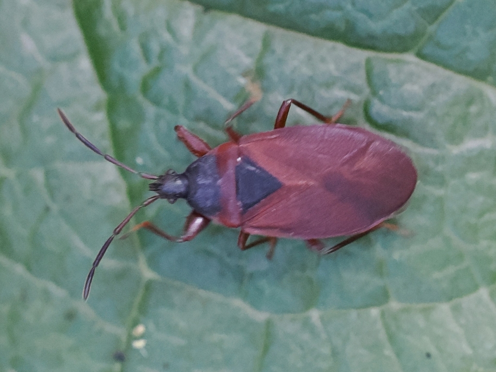 Gastrodes pacificus from Coupeville, WA 98239, USA on January 03, 2026 ...